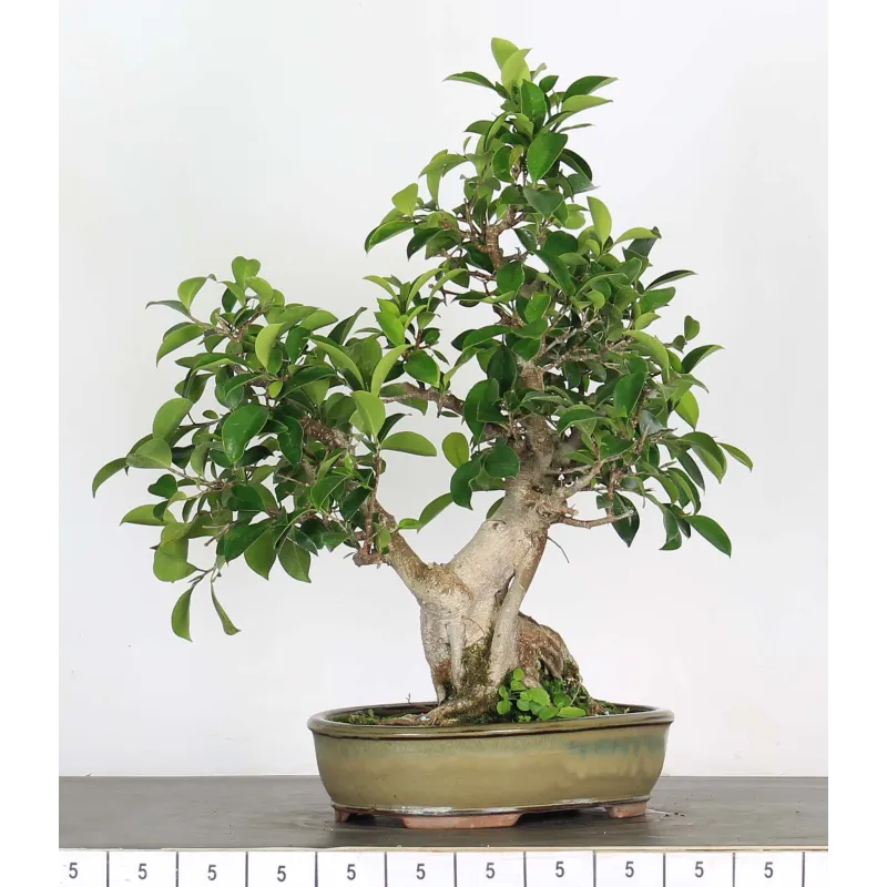 FICUS RÉTUSA FIR-3-3