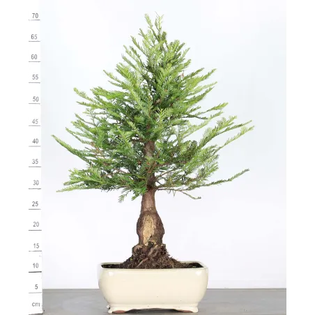 Séquoia Sempervirens bonsaï