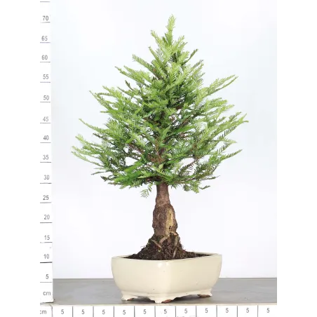 Séquoia Sempervirens bonsaï