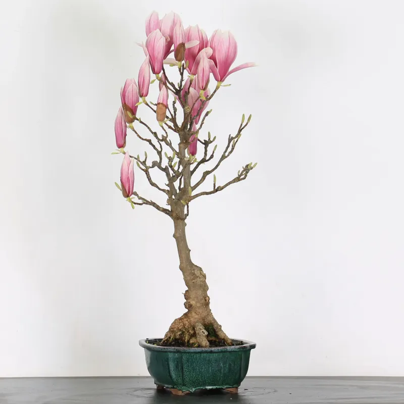 Magnolia Bonsai