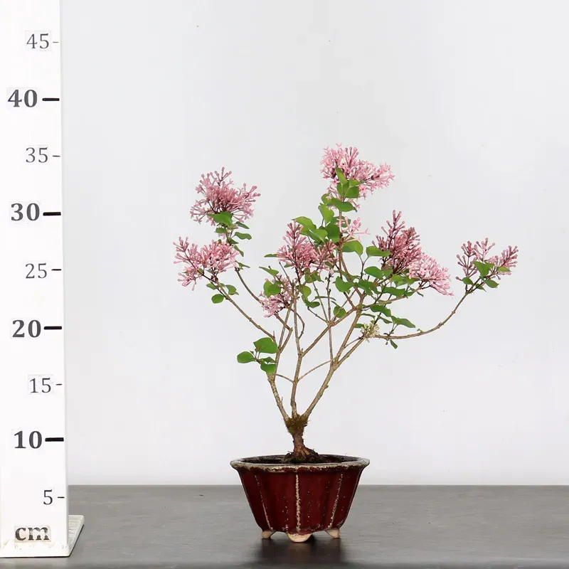 LILAS DE CHINE "SYRINGA RED PIXIE" 2-1