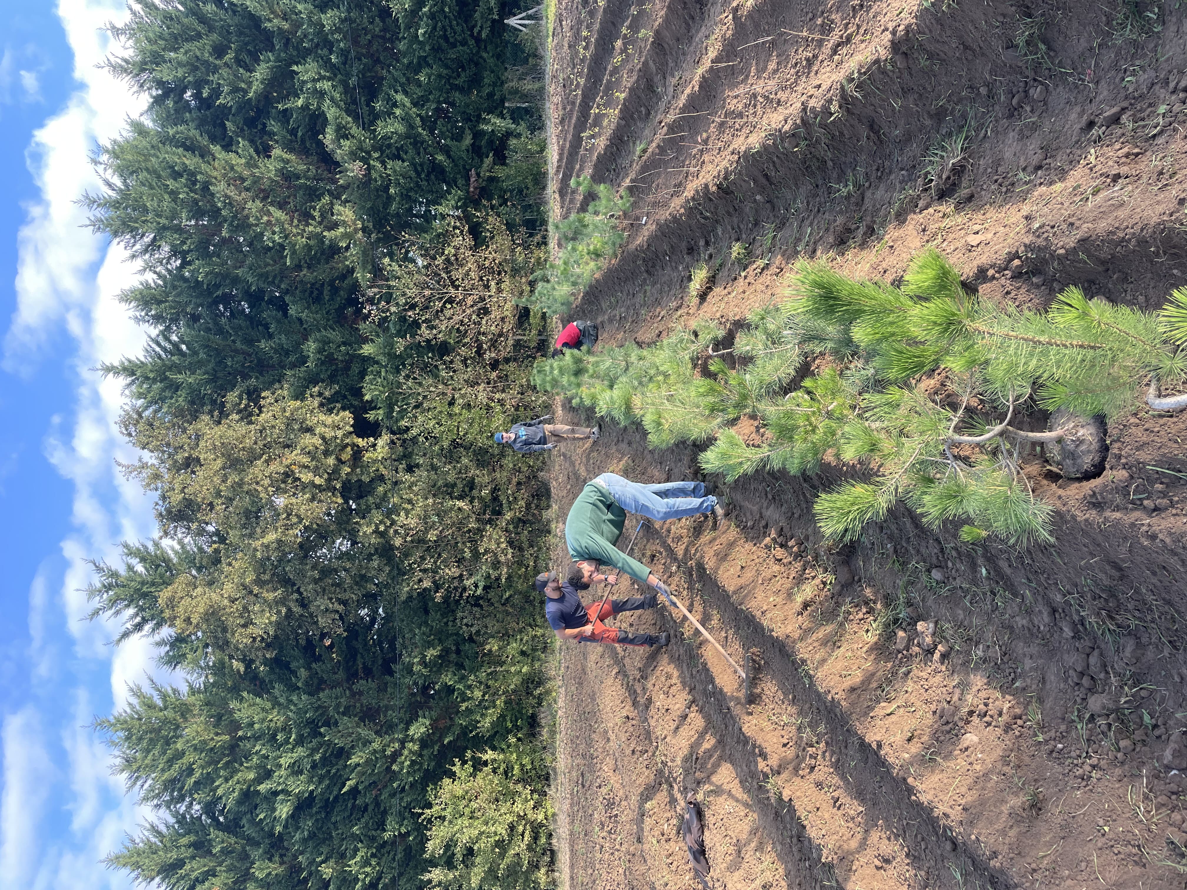 Planting bonsai in open ground: a unique French method developed