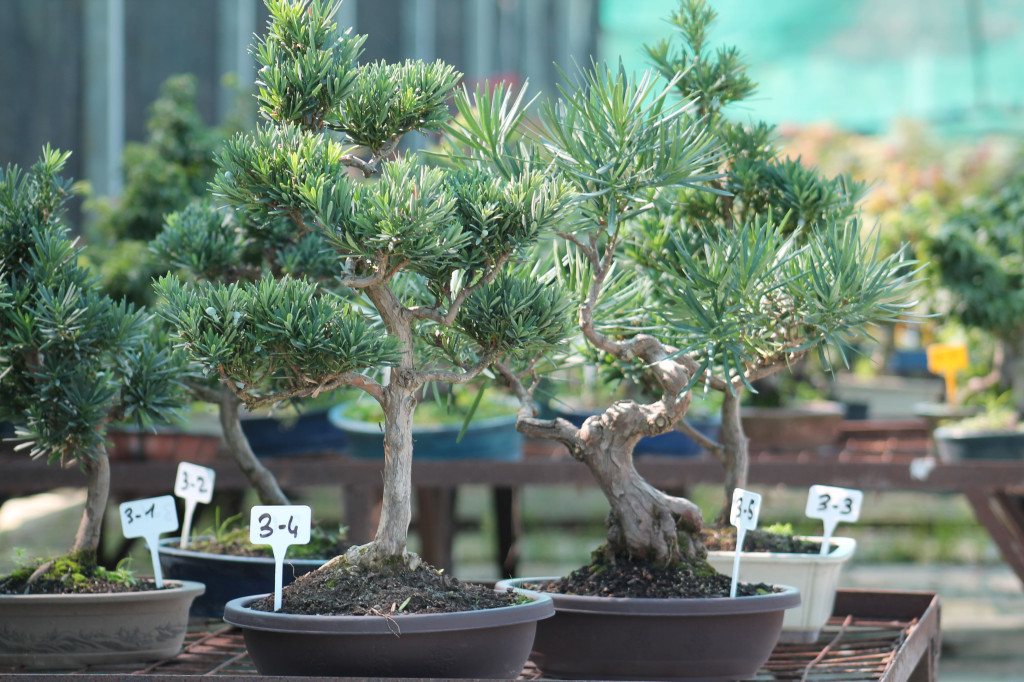 Guide to growing Podocarpus as bonsai: The Buddhist Pine