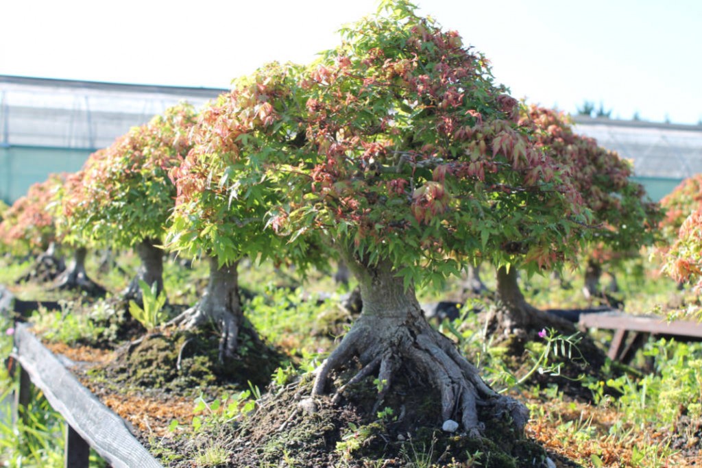 Spring and the awakening of the bonsai nursery