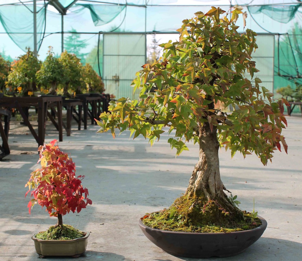 Erable de Burger en bonsaï (Acer Buergerianum)