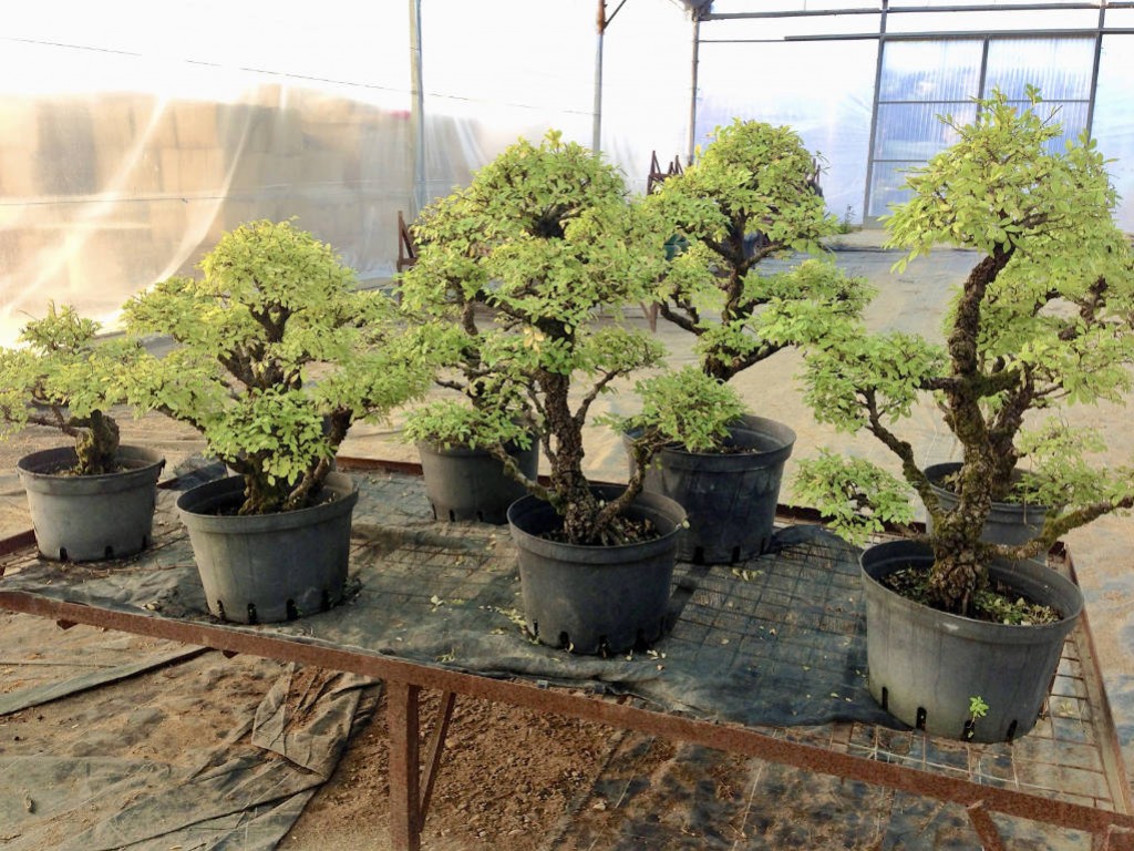 Bonsai or Banzai tree? What should we say?