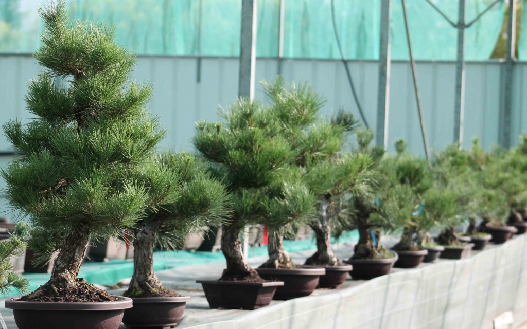 Bonsai Pin noir du Japon : le guide complet