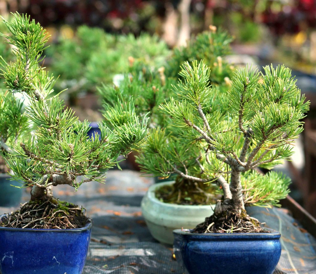 Pin mugo bonsai : le guide complet