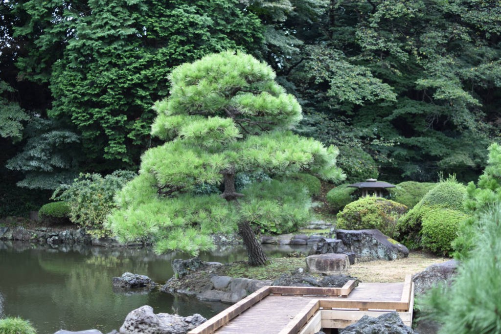 Niwaki, Japanese-style pruned garden trees