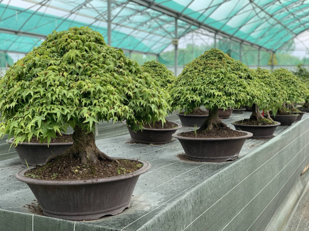 What to do on our bonsai in summer