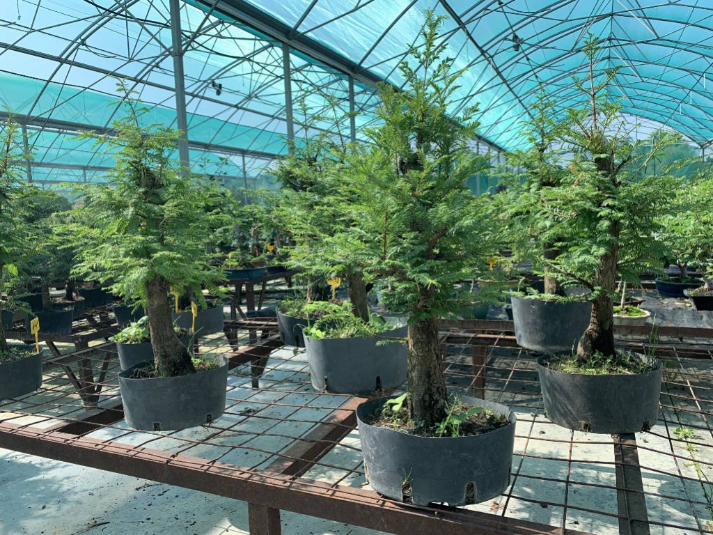 Metasequoia bonsai: how to care for and grow it