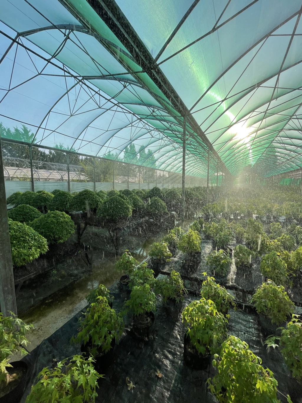 How to protect your bonsai during the summer (and heat waves)?