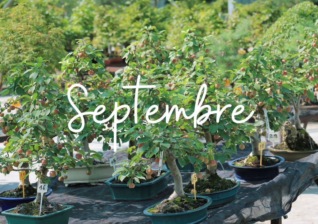 What to do on our trees in September?