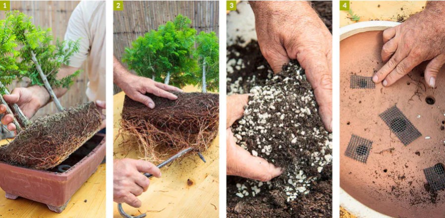 Tout savoir sur le rempotage d'un bonsai