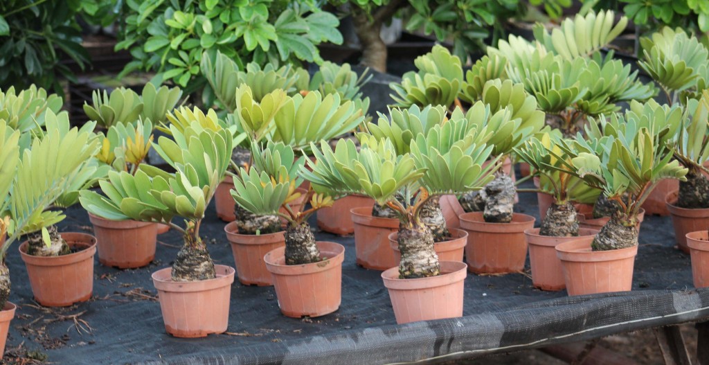 The Zamia, an original indoor bonsai that we love!