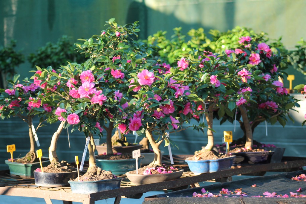 Bonsai Camellia: growing and care tips to make your tree stand out from ...