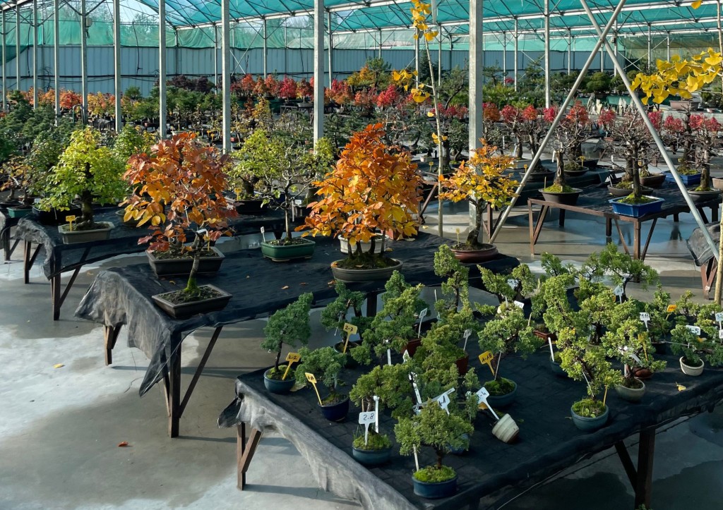 Complete Guide : How to Care for and Grow a Bonsai