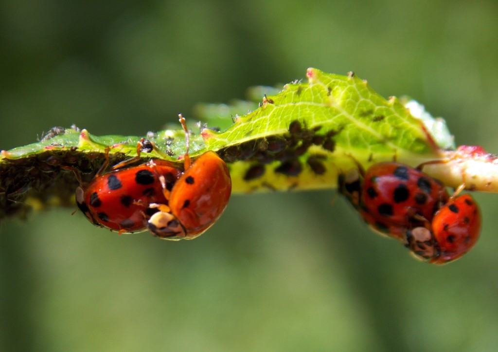 Parasites courants sur les bonsaï, comment les éviter