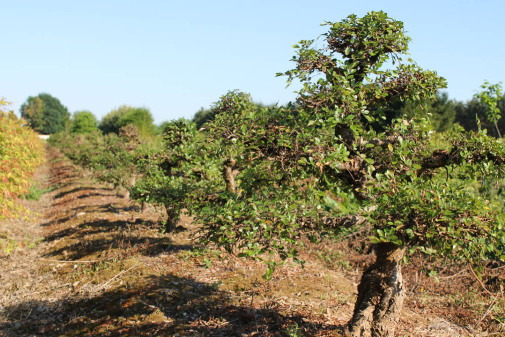 Planting bonsai in open ground: a unique French method developed